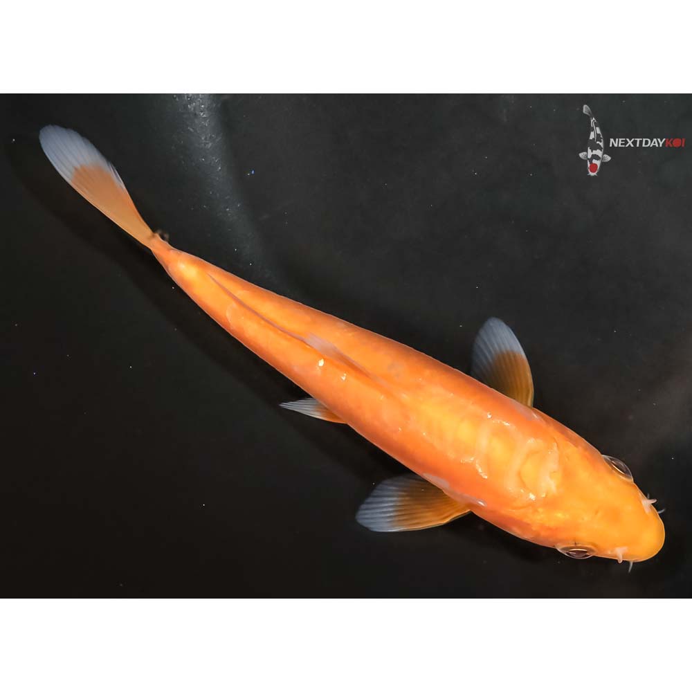 5” Imported Doitsu Akame Chagoi | Koi Fish For Sale
