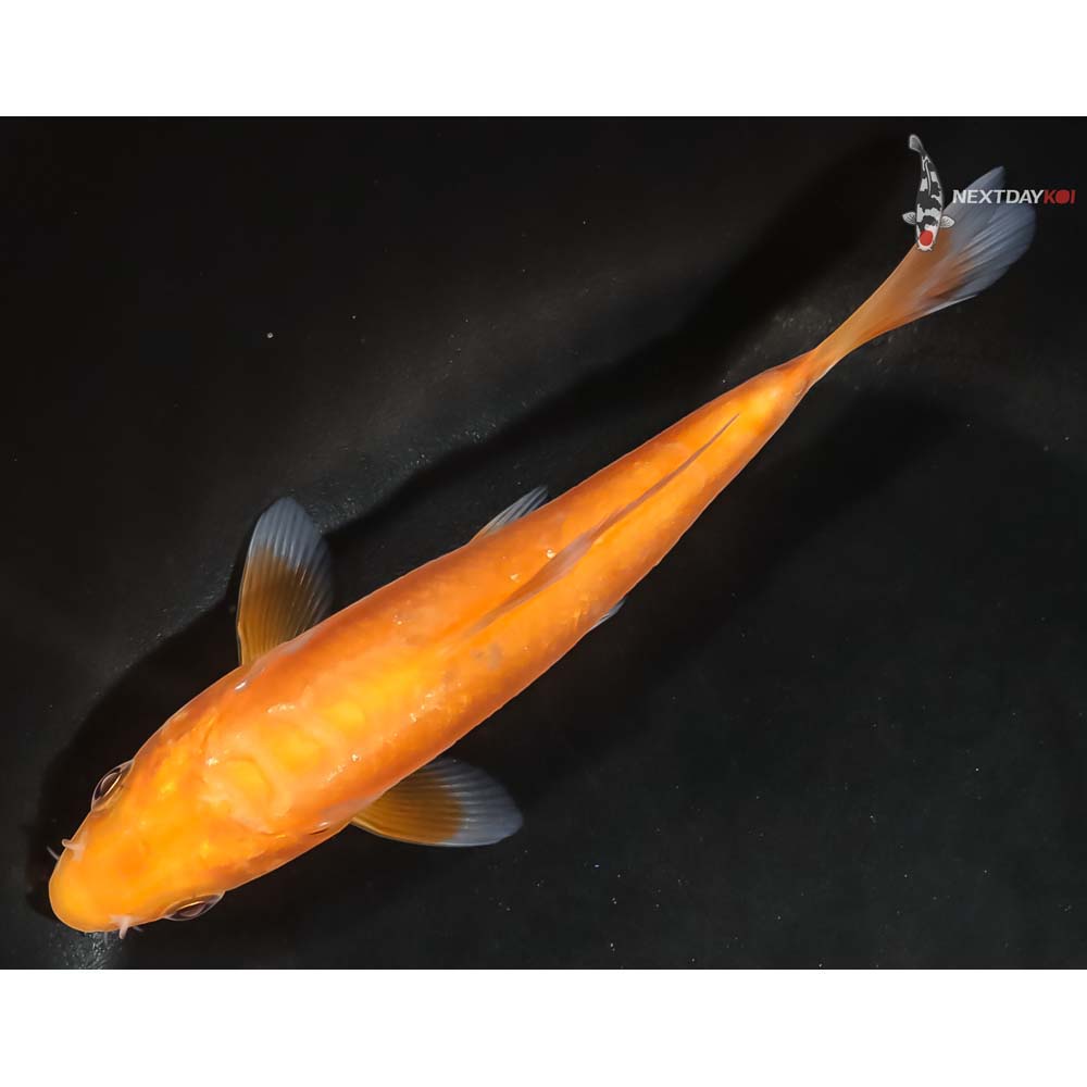 5” Imported Doitsu Akame Chagoi | Koi Fish For Sale