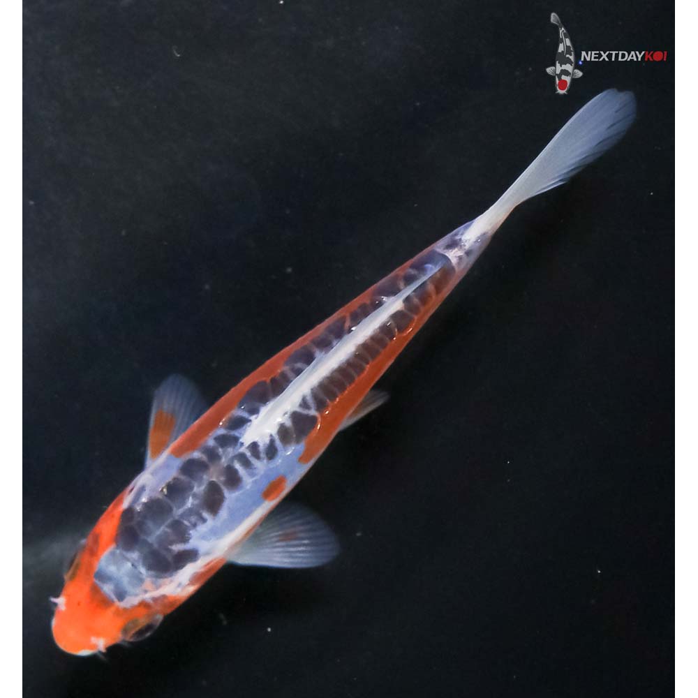 4” Imported Shusui | Koi Fish For Sale