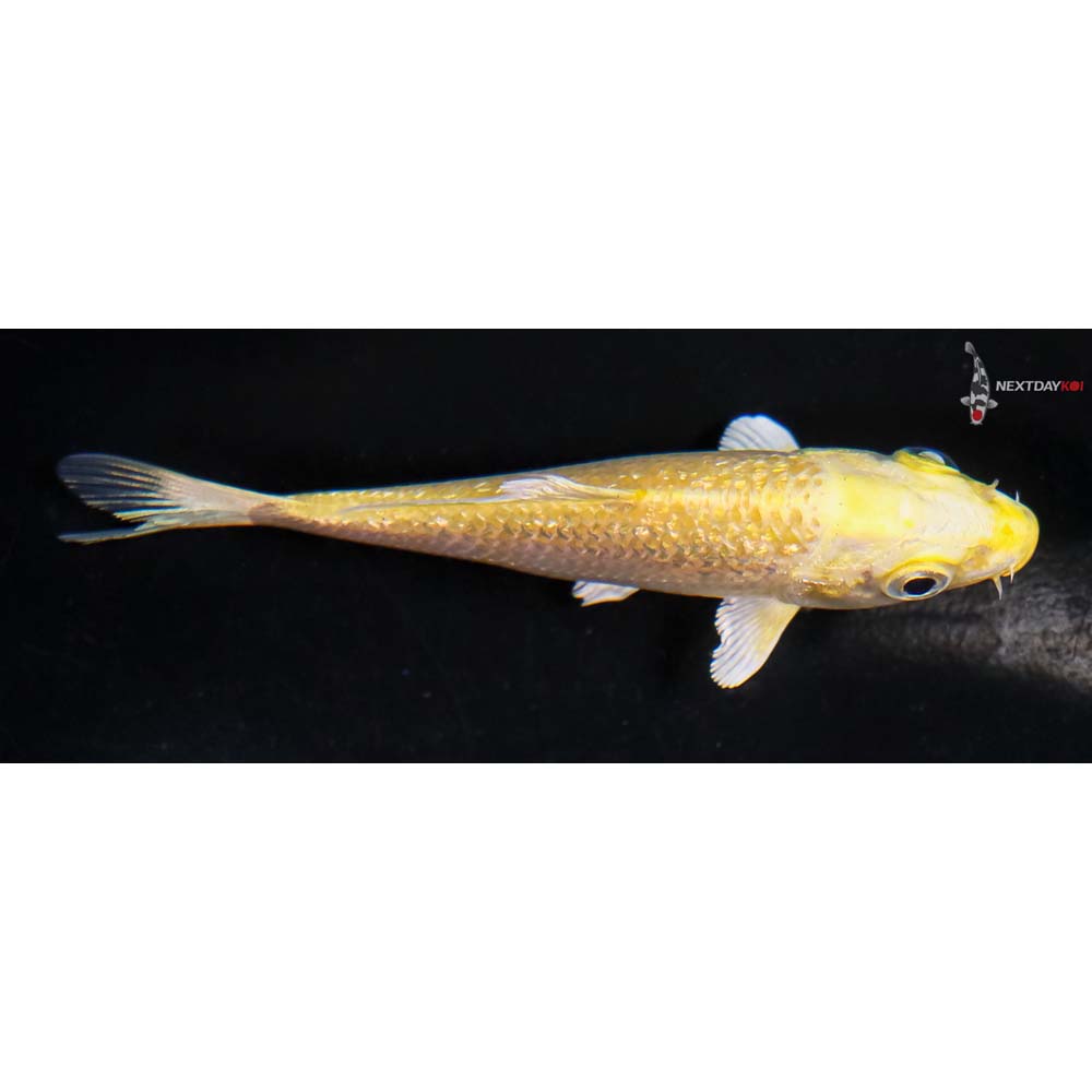 3.5” Imported Gin Rin Yamabuki Ogon | Koi Fish For Sale