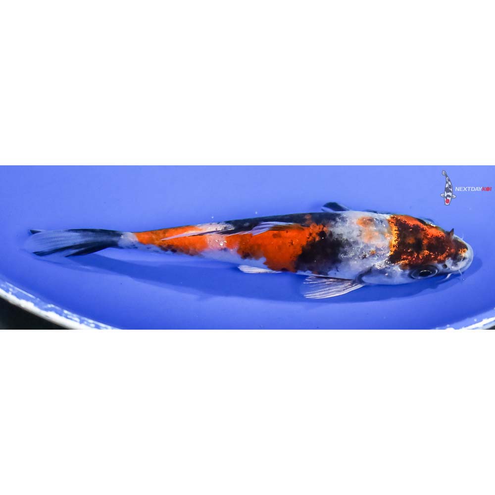 5” Imported Kin Hi Showa | Koi Fish For Sale
