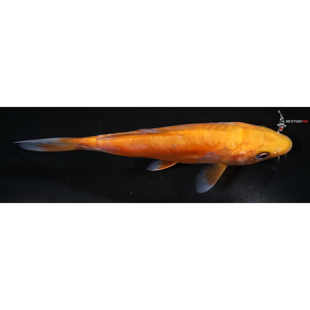 5” Imported Doitsu Chagoi | Koi Fish For Sale