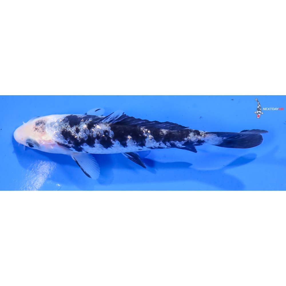 4” Imported Gin Rin Shiro Bekko | Koi Fish For Sale