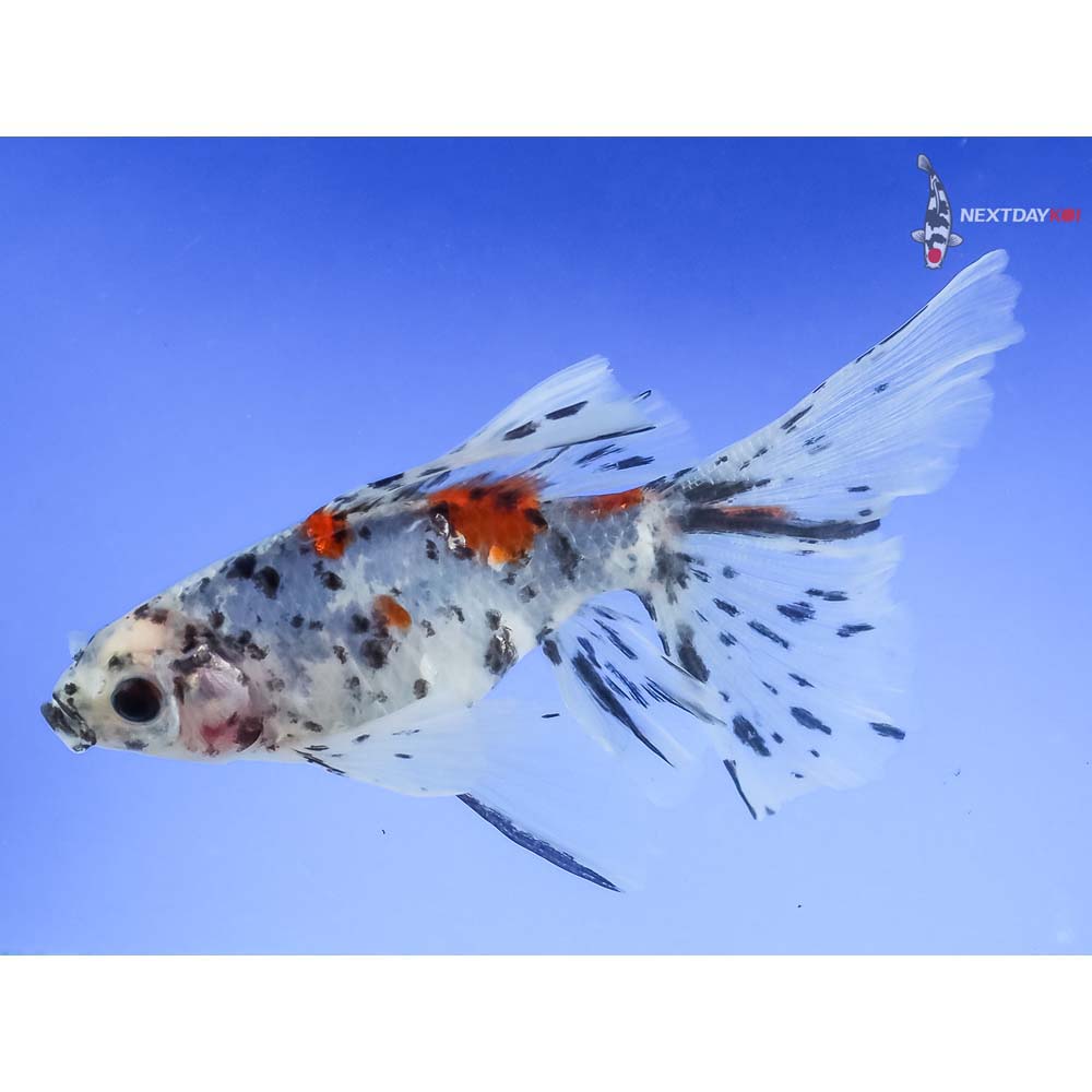 4.5” Imported Bristol Shubunkin | Koi Fish For Sale