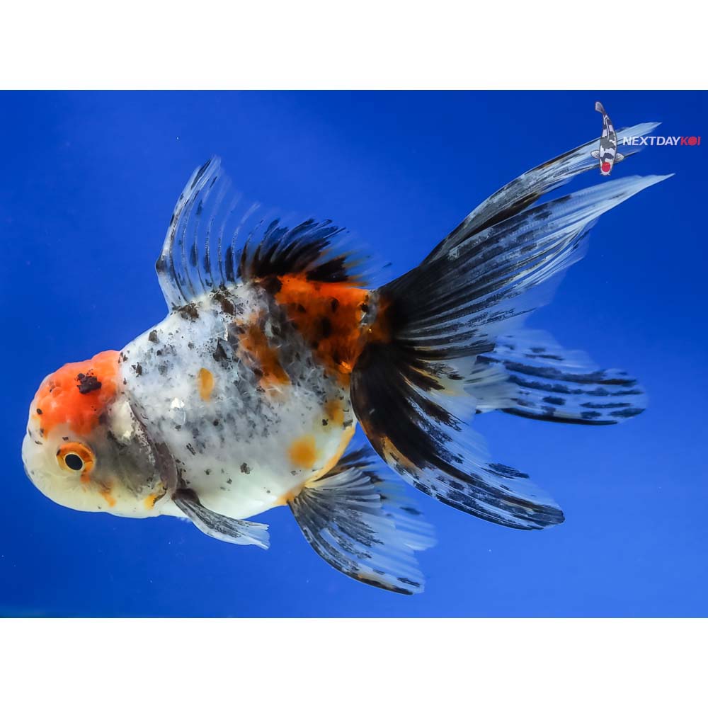 4.5” Imported Male Calico Oranda | Koi Fish For Sale