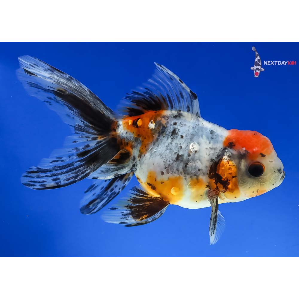 4.5” Imported Male Calico Oranda | Koi Fish For Sale