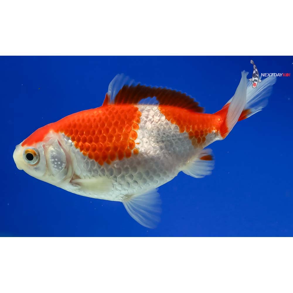 4” Imported Male Red and White Wakin | Koi Fish For Sale