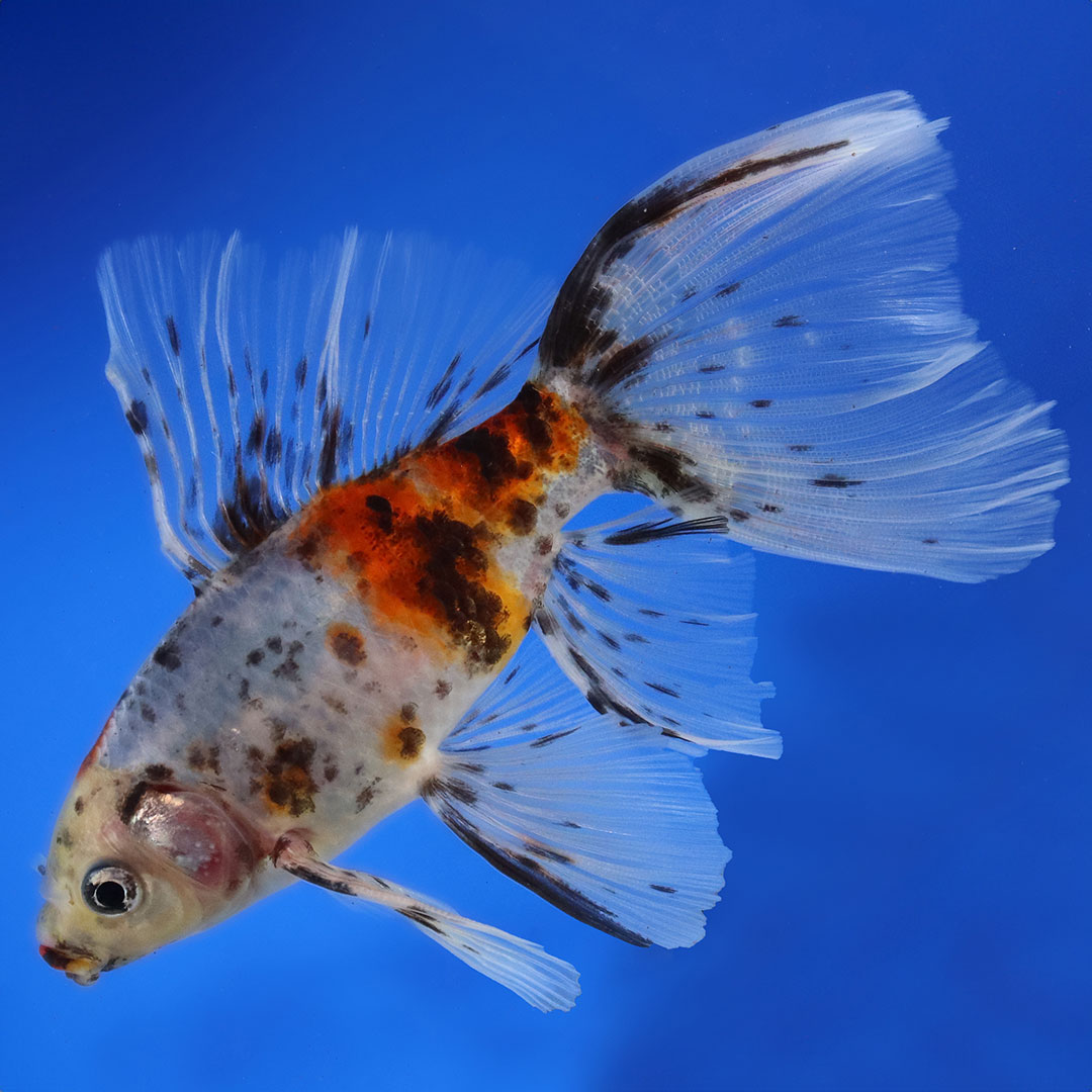 Why You Need A Bristol Shubunkin Goldfish | Next Day Koi