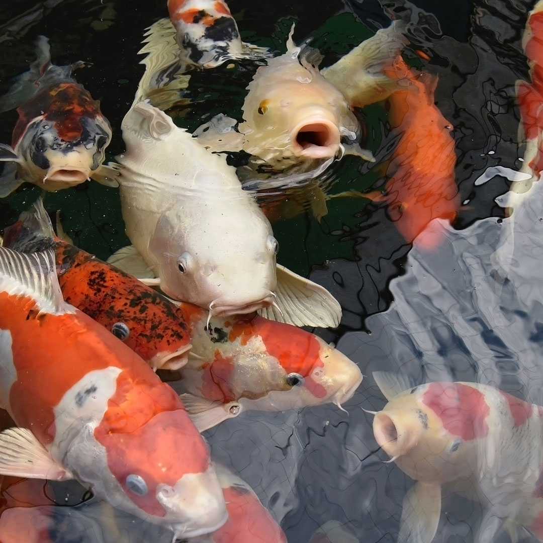 How to Keep Koi from Eating Their Young | Next Day Koi