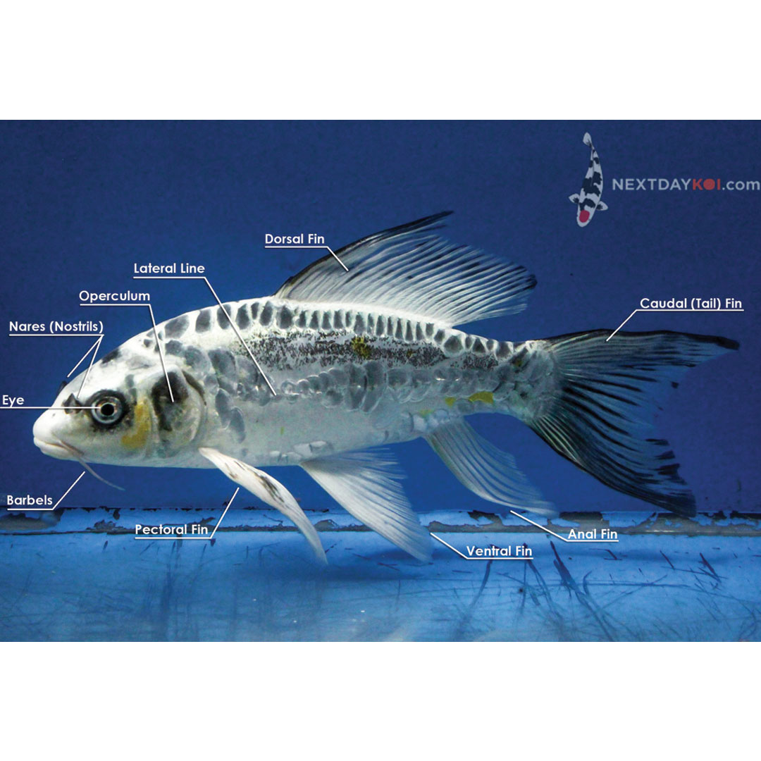 Koi Anatomy 101 | Next Day Koi