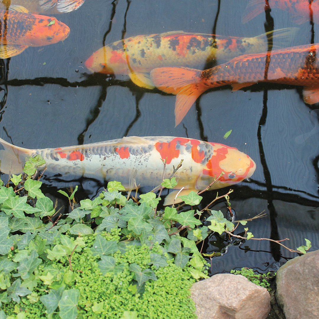 How to Tell if Your Koi are Male or Female | Next Day Koi