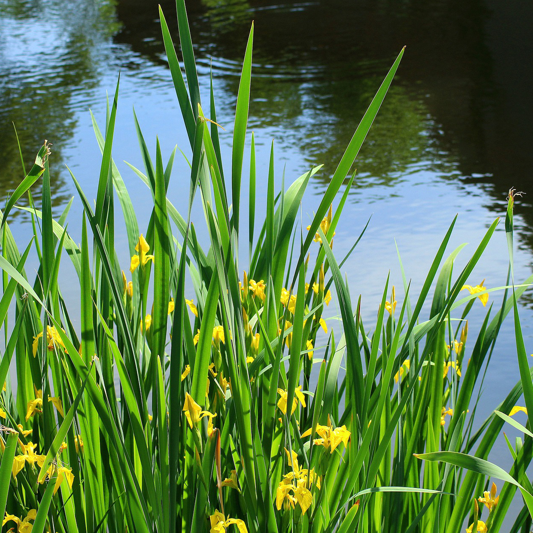 Koi Fish Pond Plants
