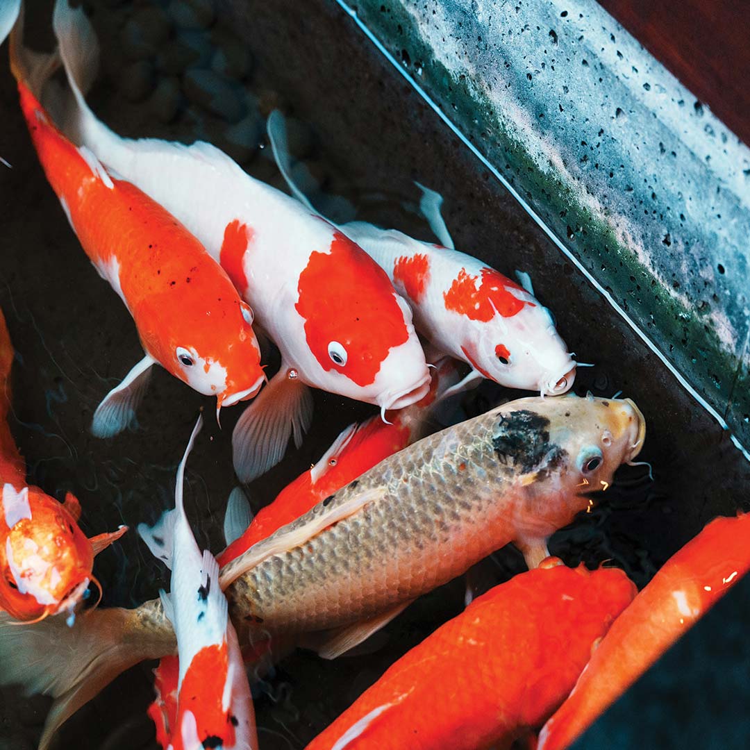 Koi Sedation | Next Day Koi