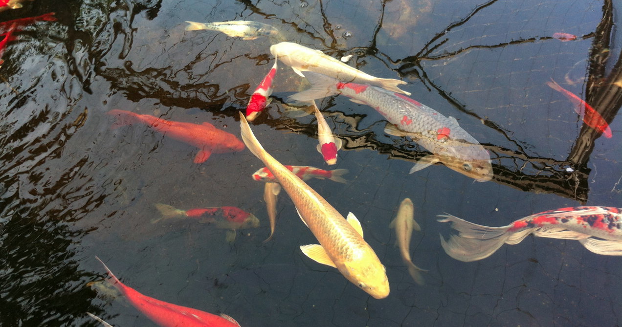 How to Recognize and Treat Common Koi Fish Illnesses | Next Day Koi