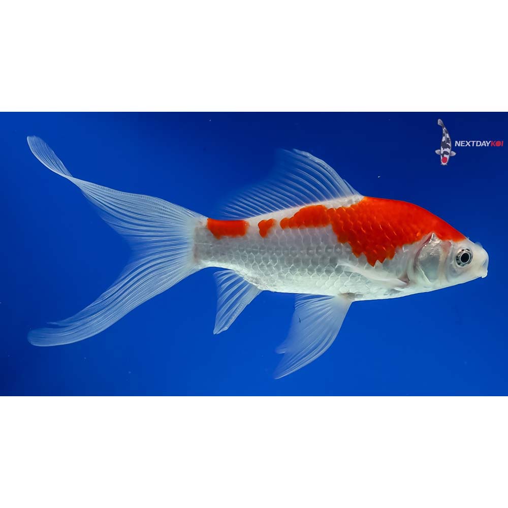 6.5” Sarasa Comet | Next Day Koi