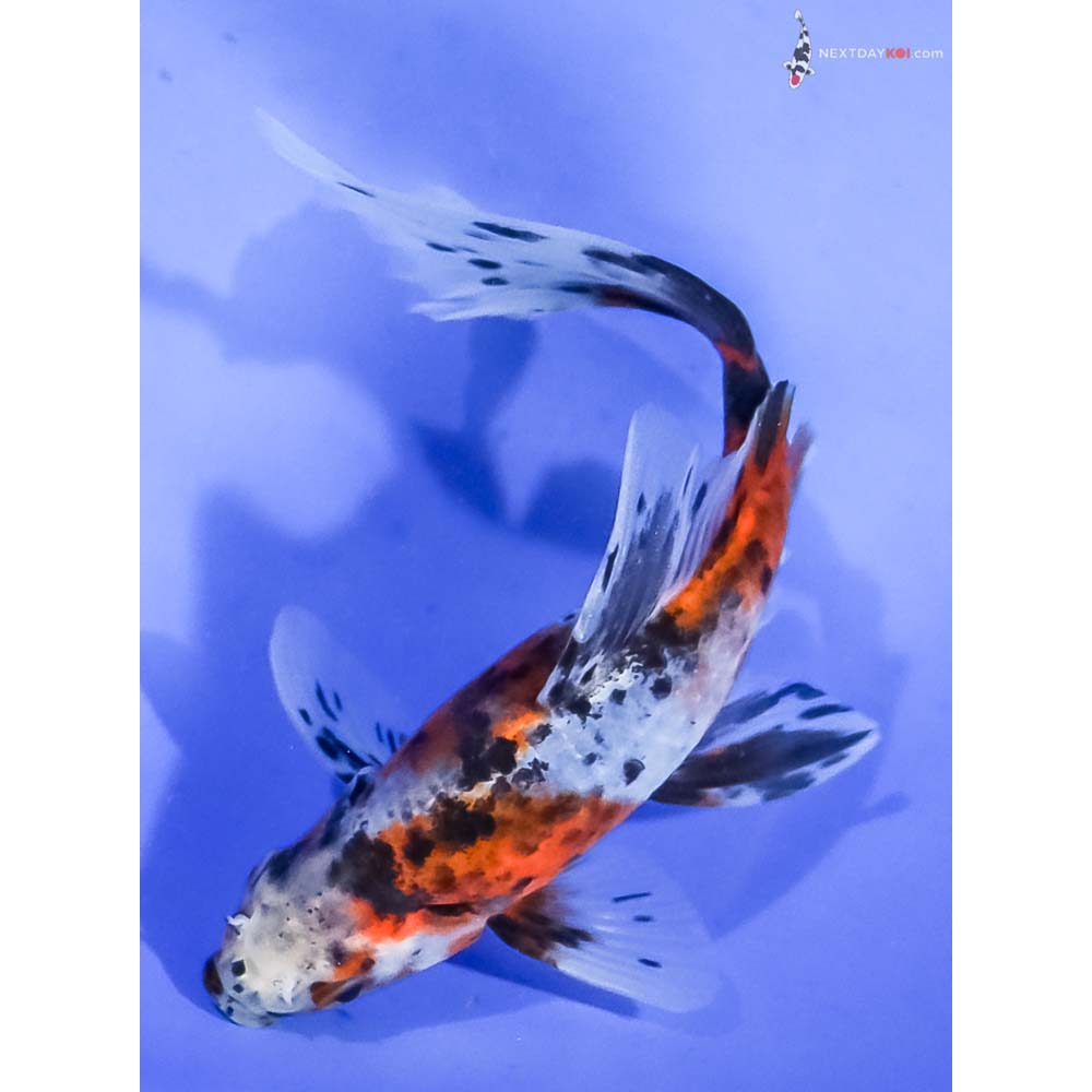 5” Imported Bristol Shubunkin | Koi Fish For Sale