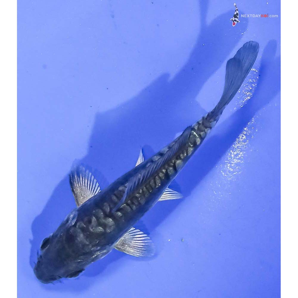 4” Imported Doitsu Soragoi | Koi Fish For Sale
