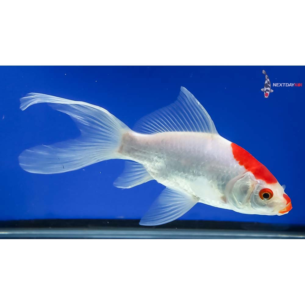 6” Sarasa Comet | Koi Fish For Sale