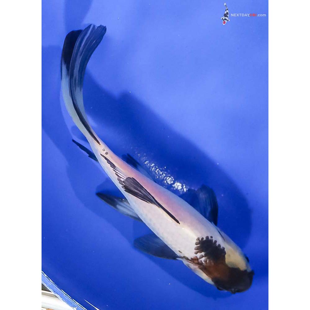 6” Imported Male Panda Comet | Koi Fish For Sale