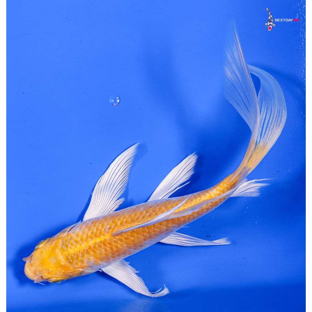 6” Imported Lemon Hariwake Butterfly Koi | Koi Fish For Sale
