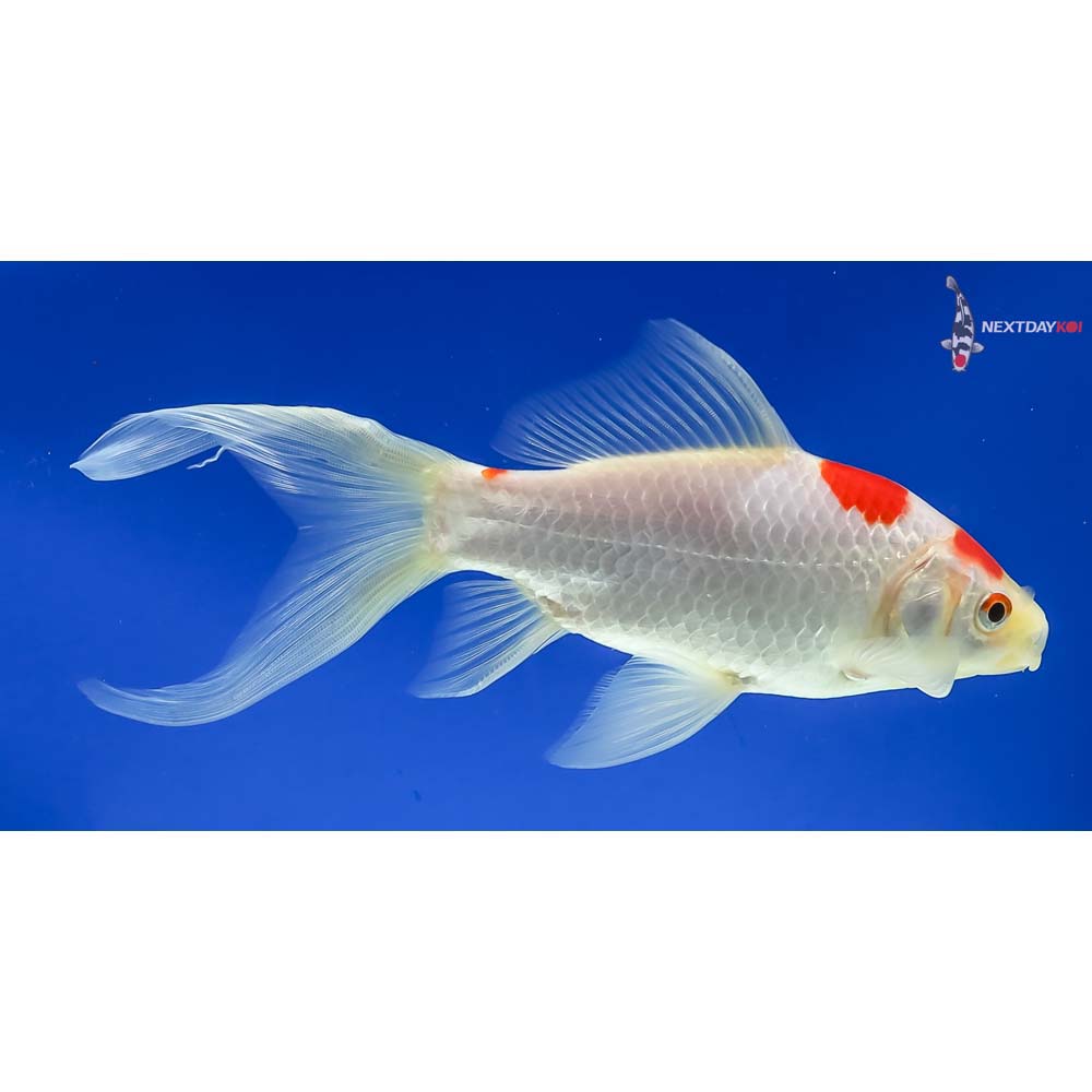 7” Sarasa Comet | Next Day Koi