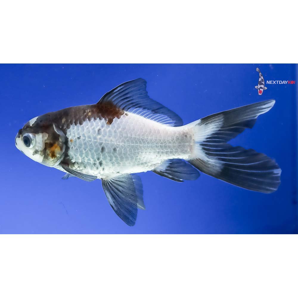 5.5” Imported Male Panda Comet | Koi Fish For Sale