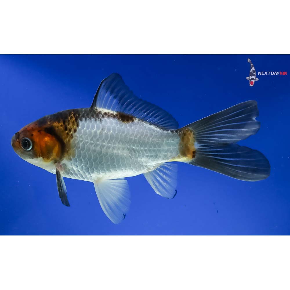 5.5” Imported Male Panda Comet | Koi Fish For Sale