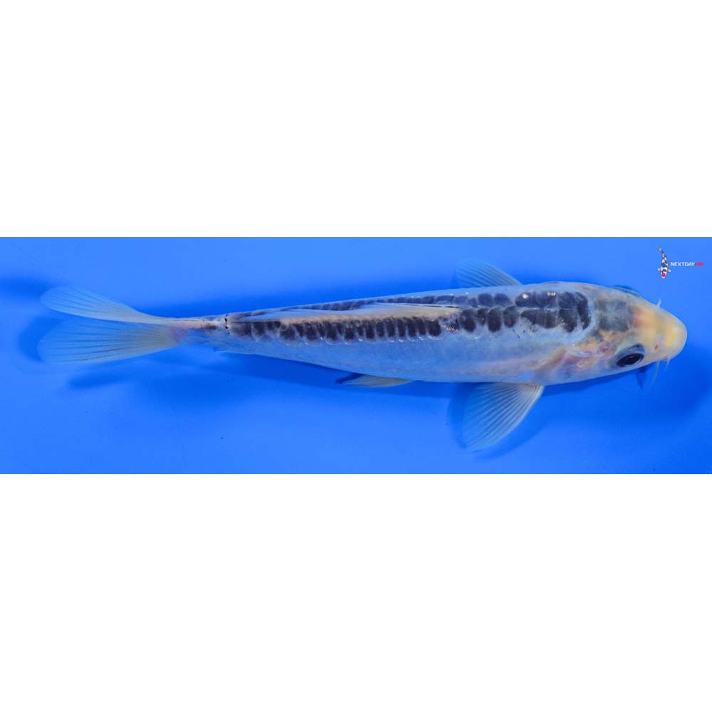 6.5” Imported Blue Shusui | Koi Fish For Sale
