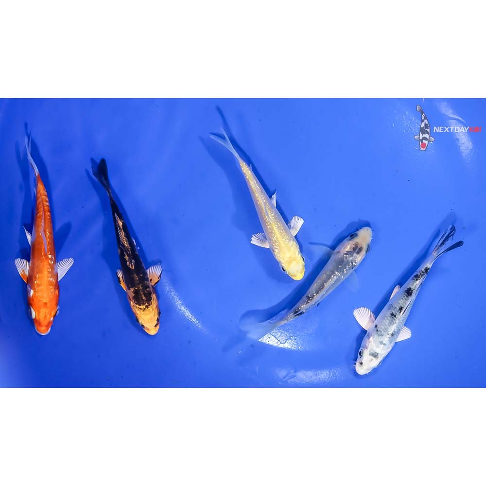 Lot of (5) 3-4” Imported Assorted Koi | Koi Fish For Sale