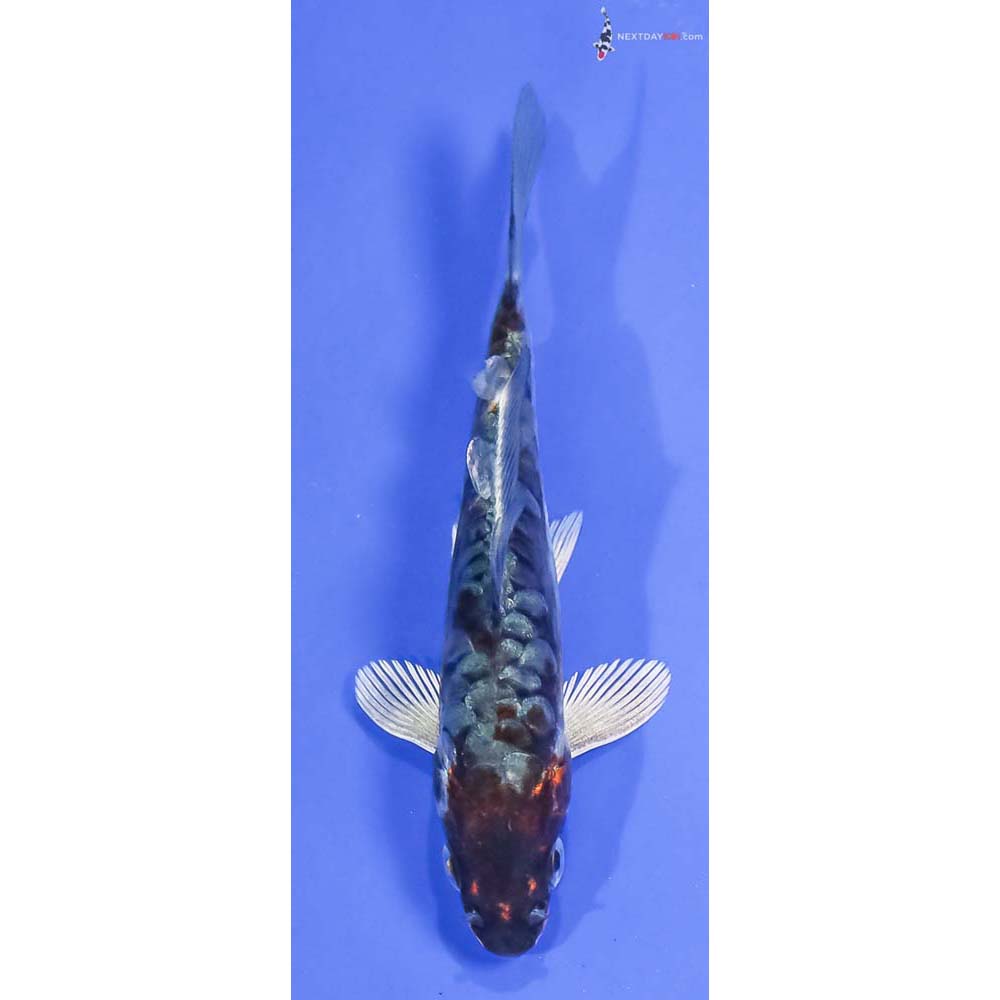 4” Imported Armor Scaled Kin Kikokuryu | Next Day Koi