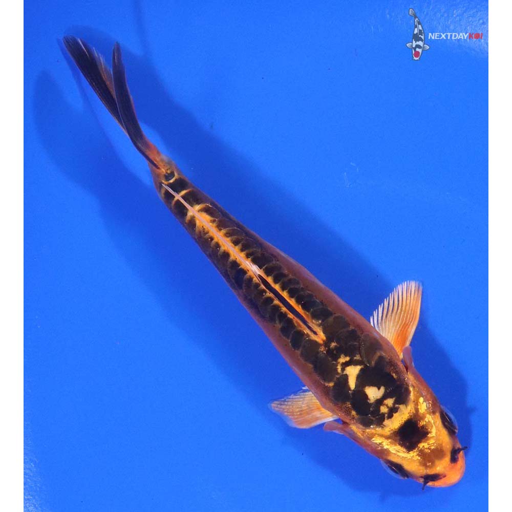 4.5” Imported Doitsu Orenji Matsuba | Next Day Koi