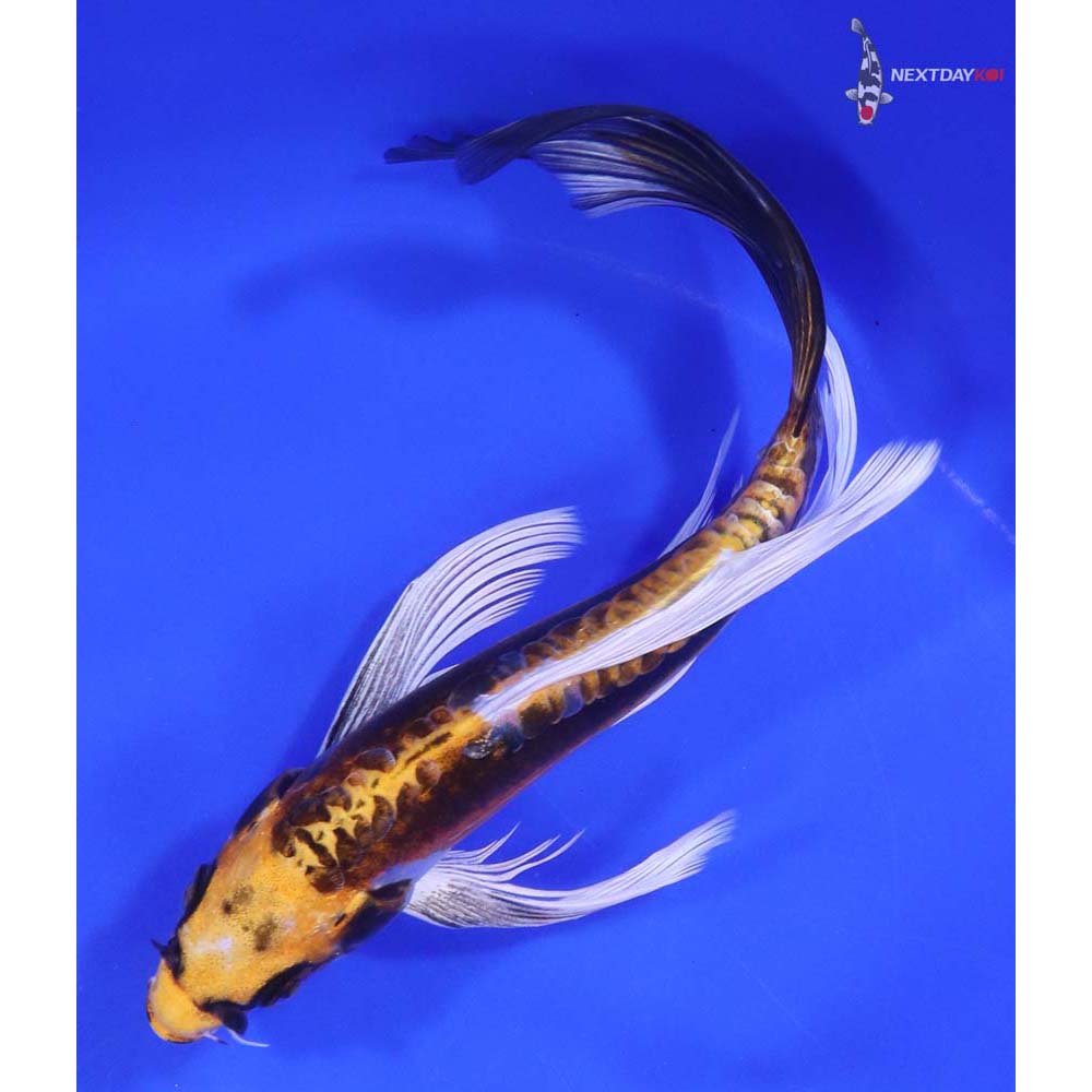 8” Imported Kin Kikokuryu Butterfly Koi | Next Day Koi