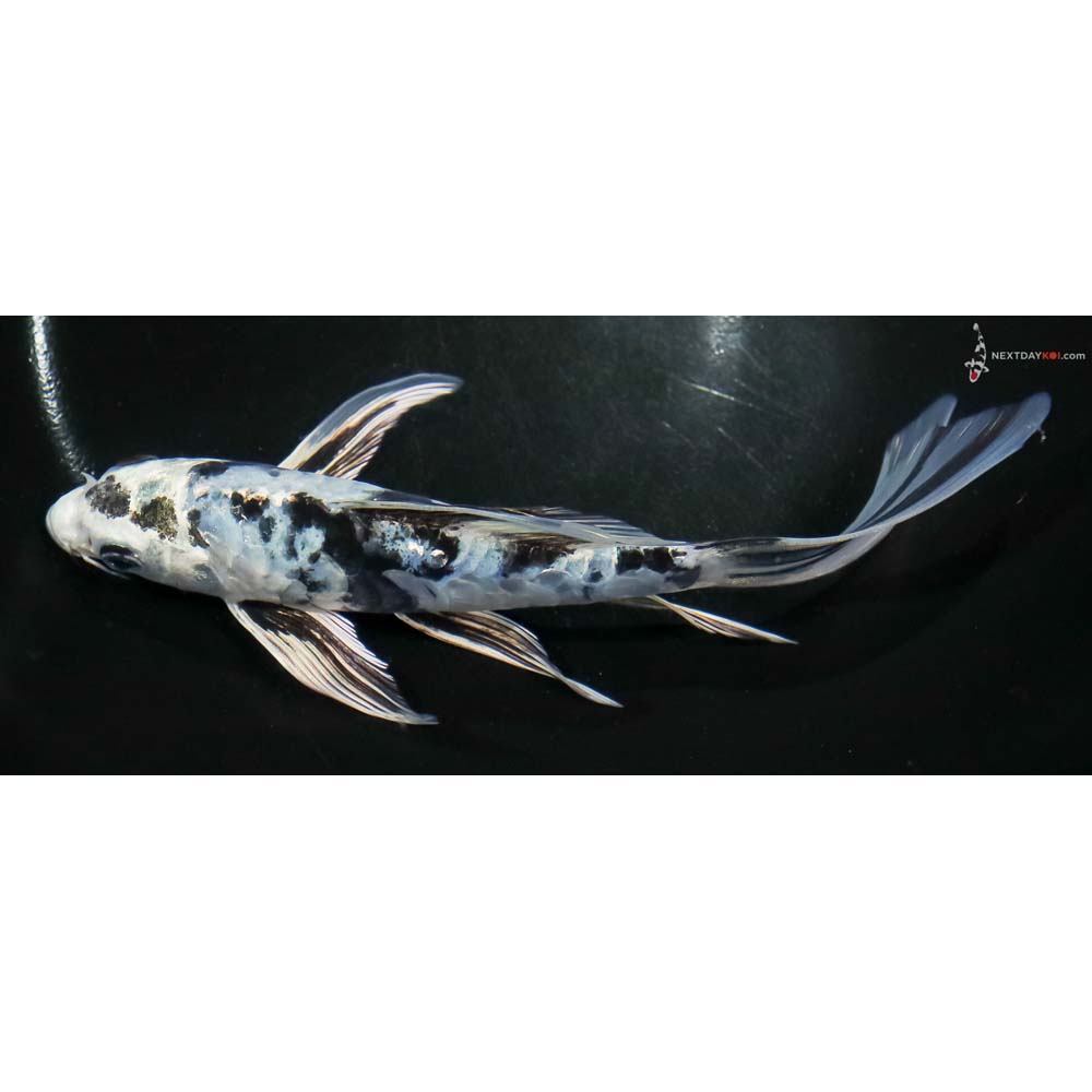 7” Imported Doitsu Blue Gin Shiro Bekko Butterfly Koi | Next Day Koi