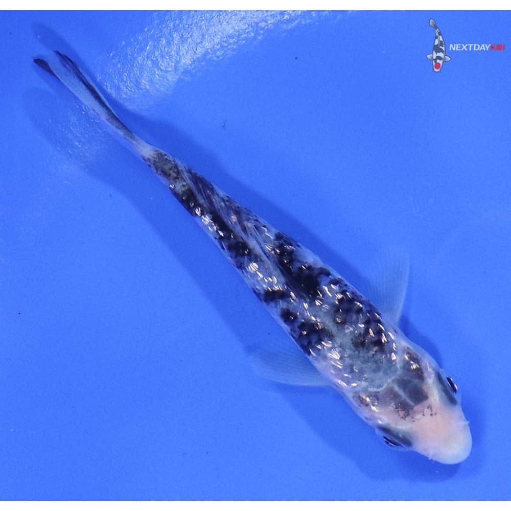 3" Imported Gin Rin Shiro Bekko | Next Day Koi