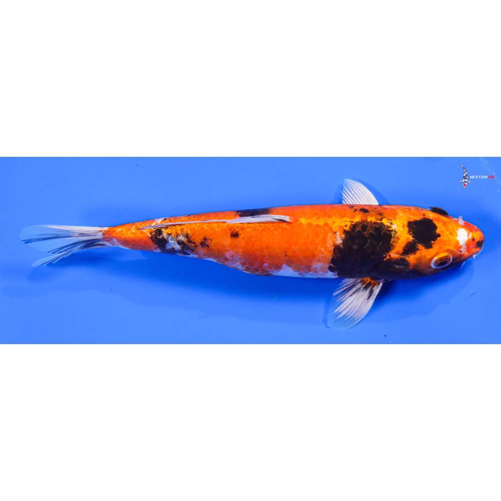 10” Imported Kin Showa | Koi Fish For Sale