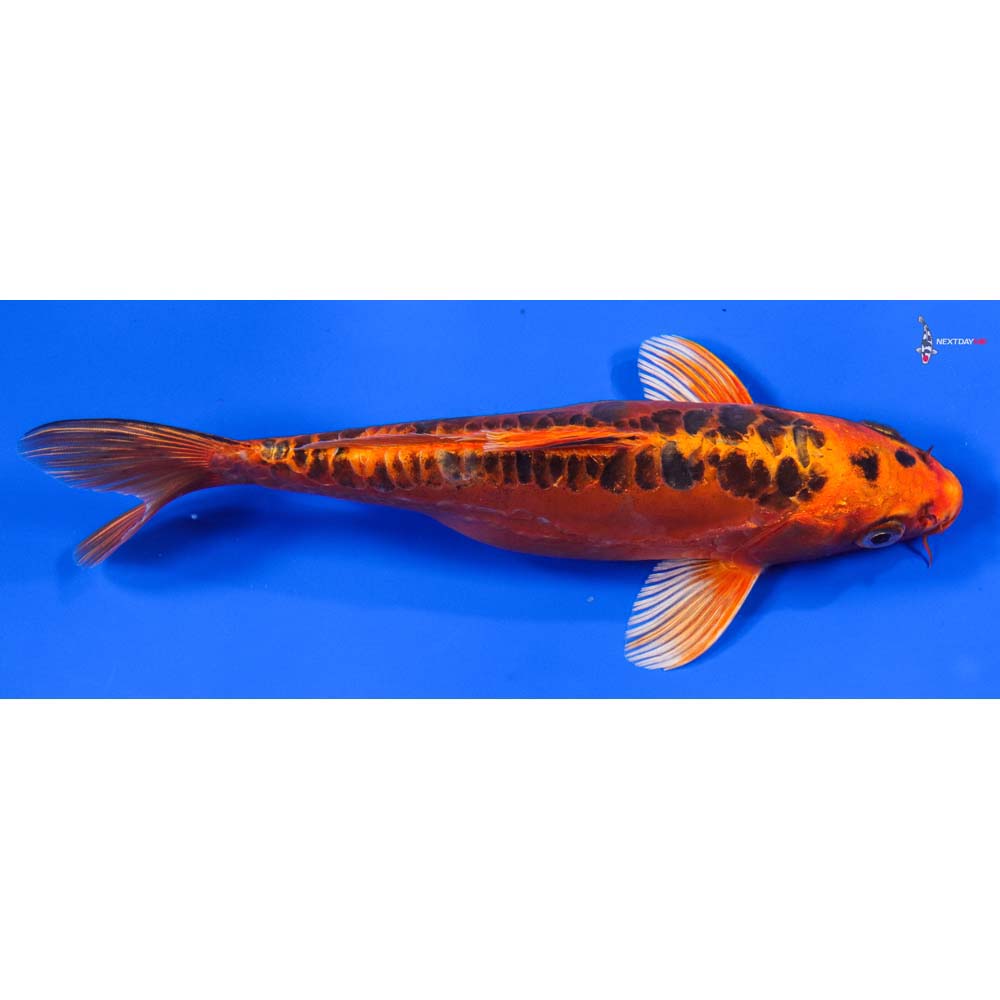 8” Imported Doitsu Orenji Matsuba | Next Day Koi