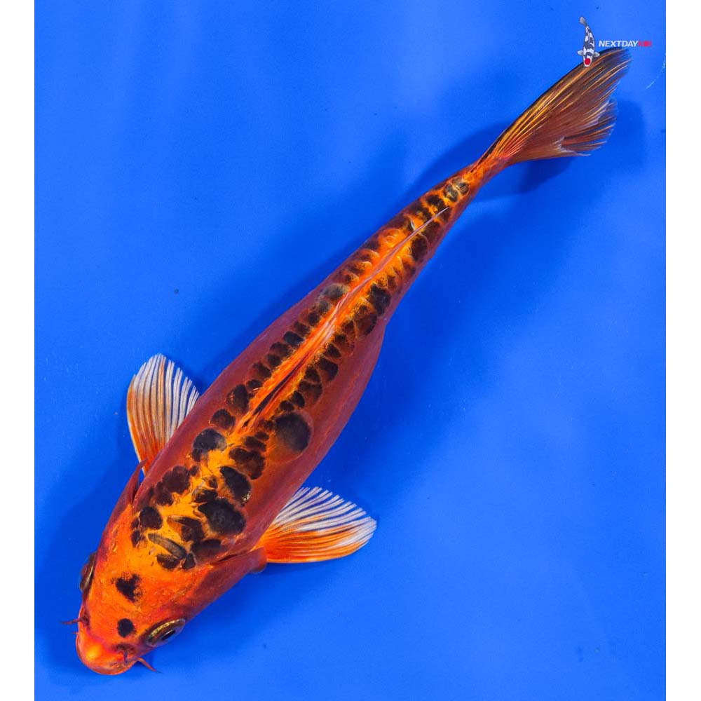 8” Imported Doitsu Orenji Matsuba | Next Day Koi