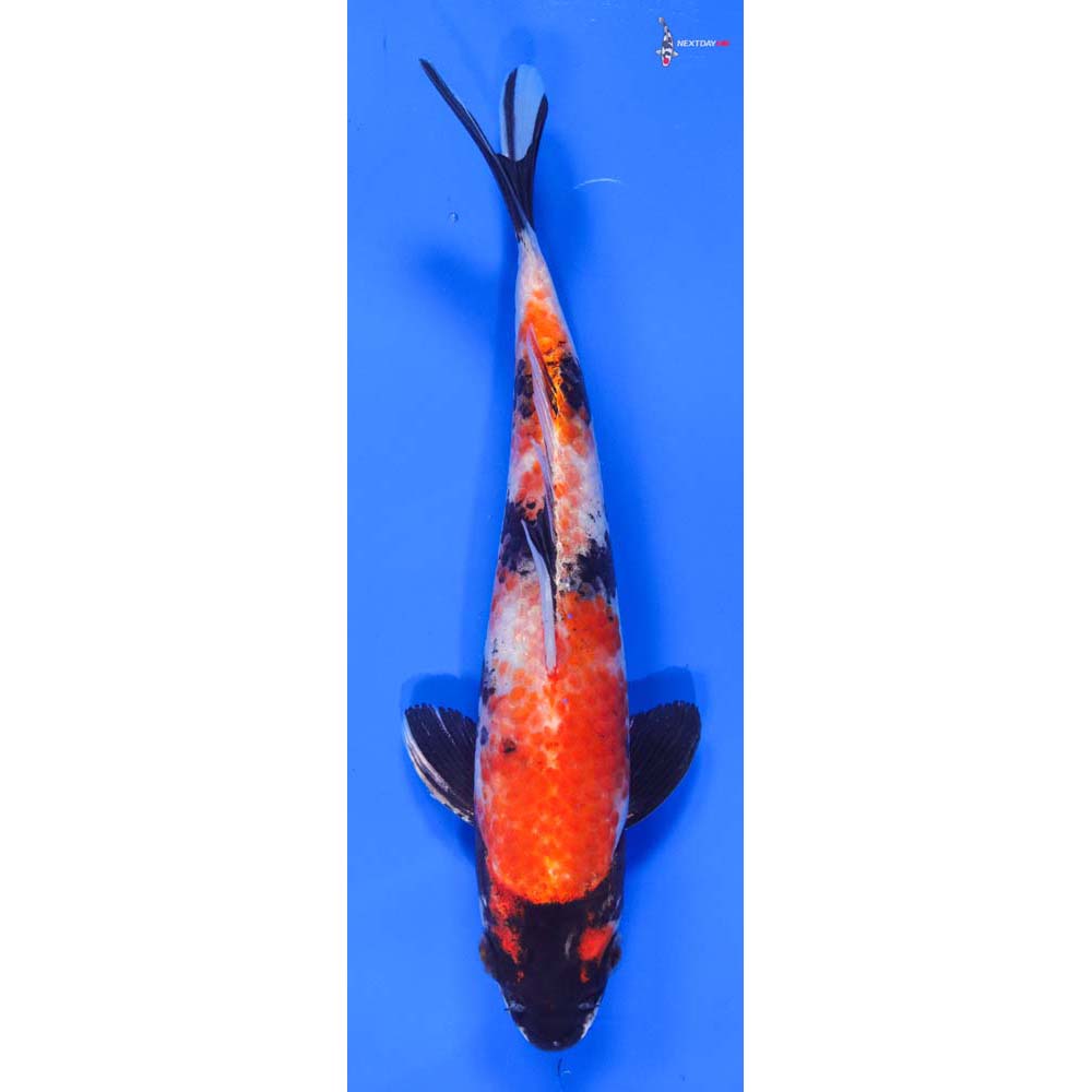 9” Imported Kin Showa | Next Day Koi