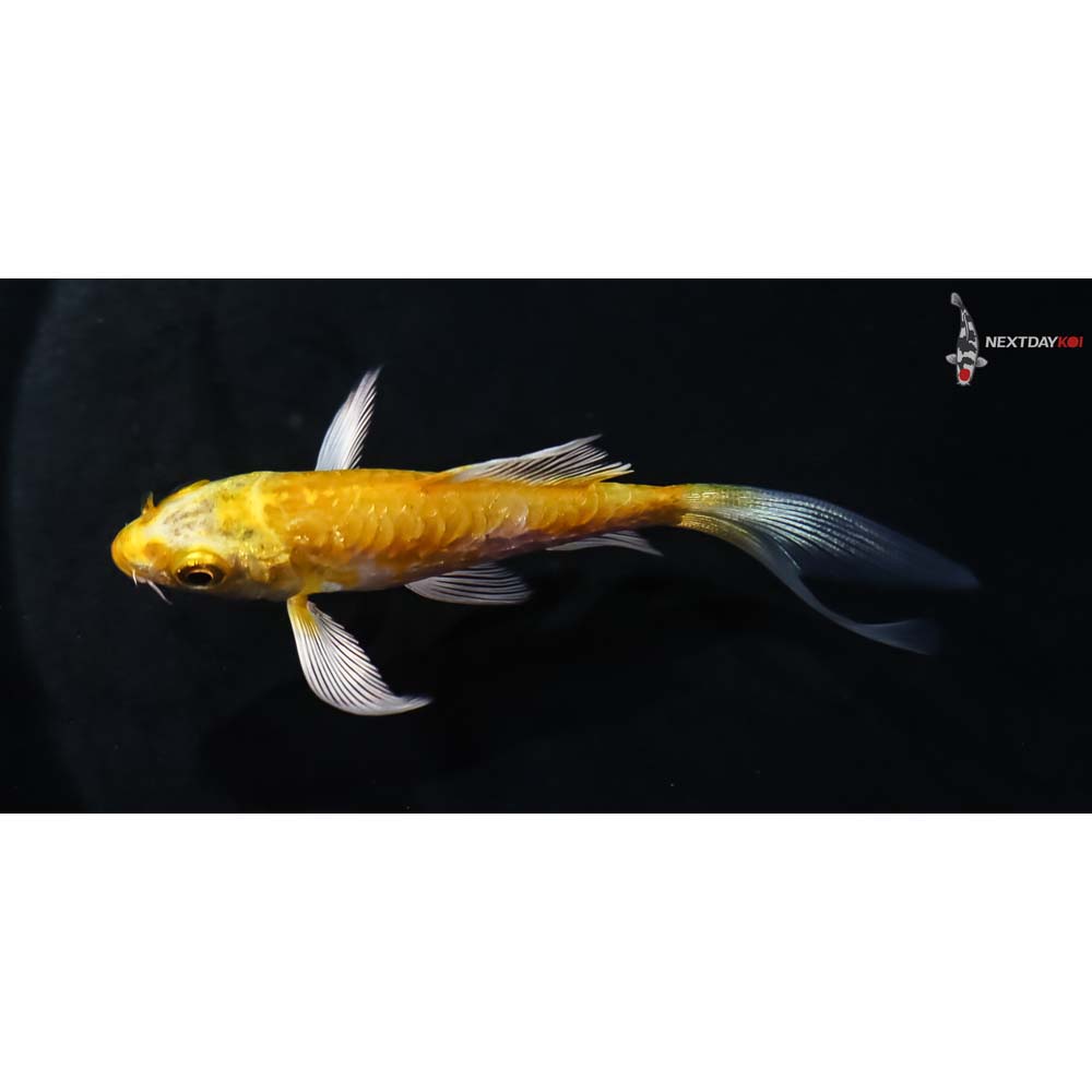 3.5” Imported Doitsu Yamabuki Ogon Butterfly Koi | Next Day Koi