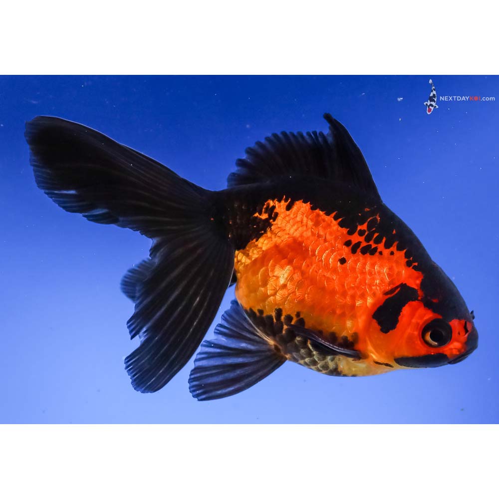 5” Imported Male Black and Red Ryukin | Next Day Koi