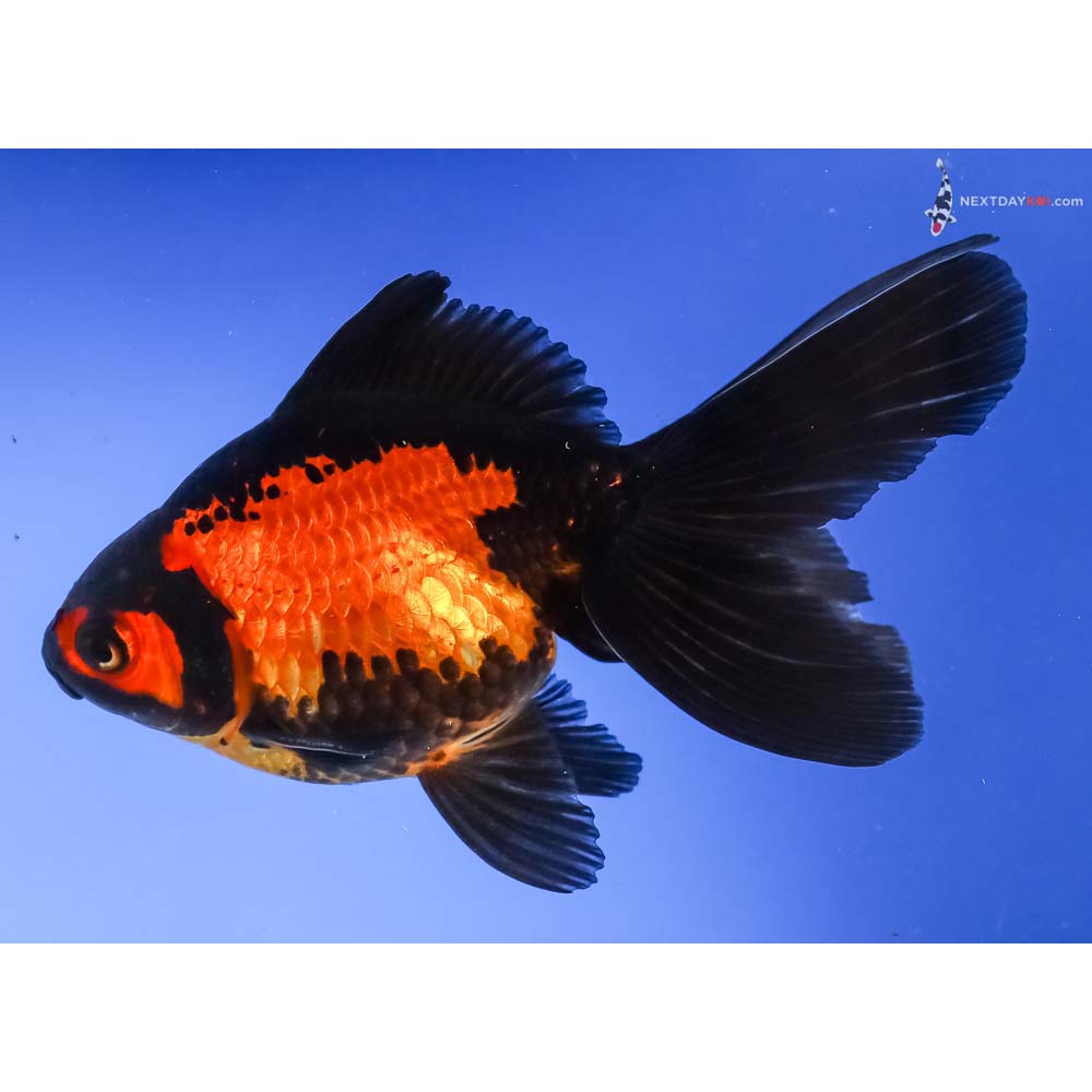 5” Imported Male Black and Red Ryukin | Next Day Koi