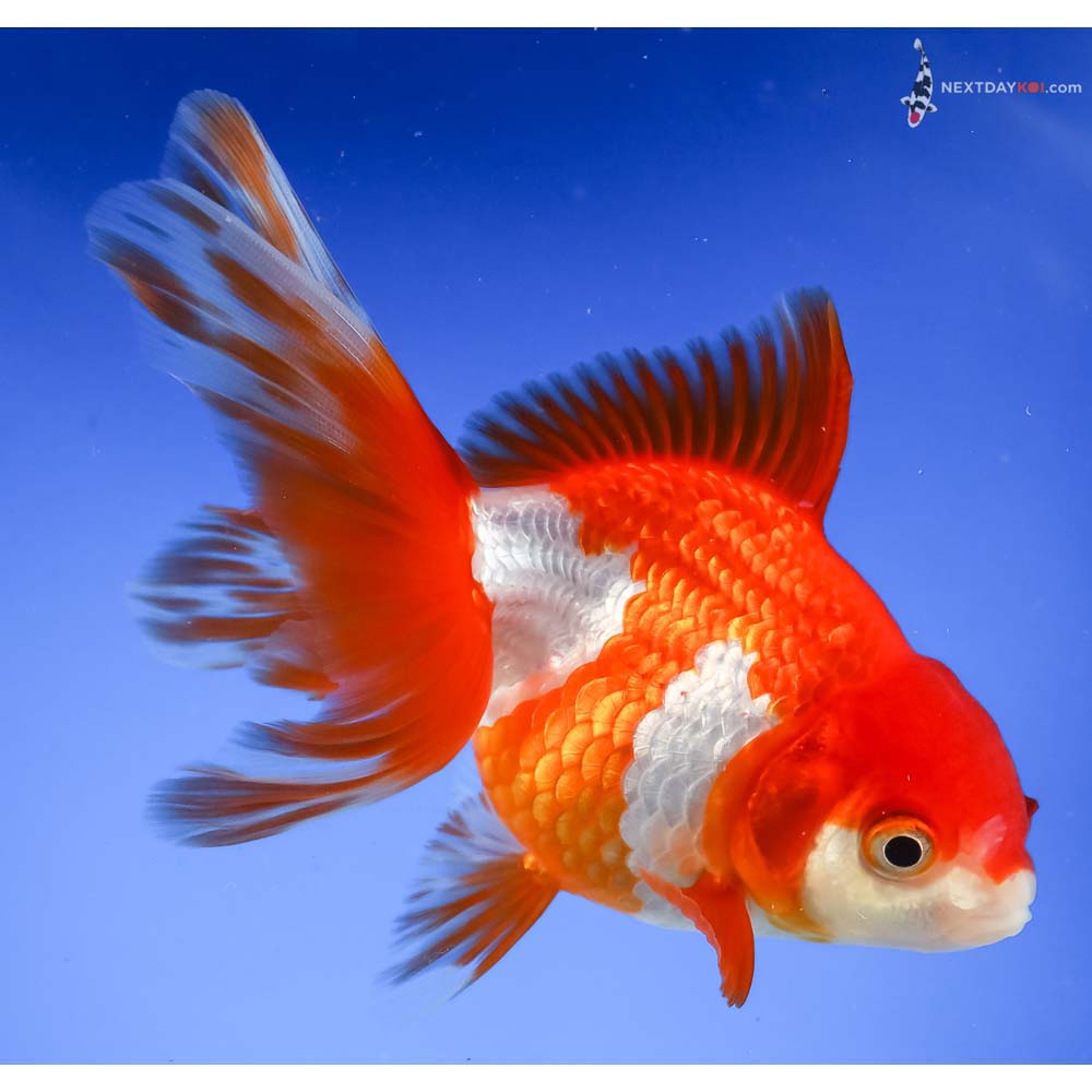 5” Imported Red and White Ryukin | Next Day Koi