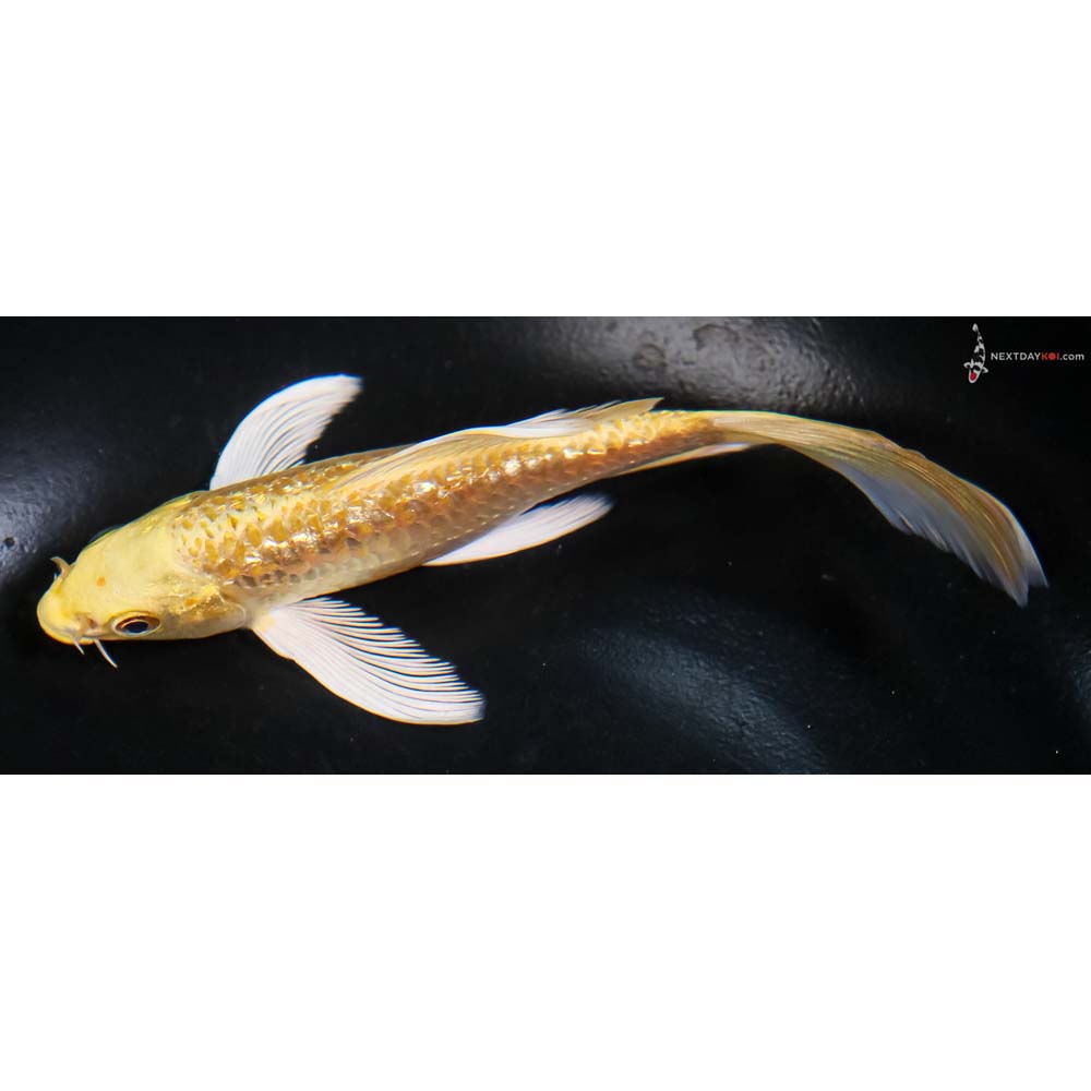 5.5” Imported Gin Rin Armor Scaled Yamabuki Ogon Butterfly Koi | Next Day Koi