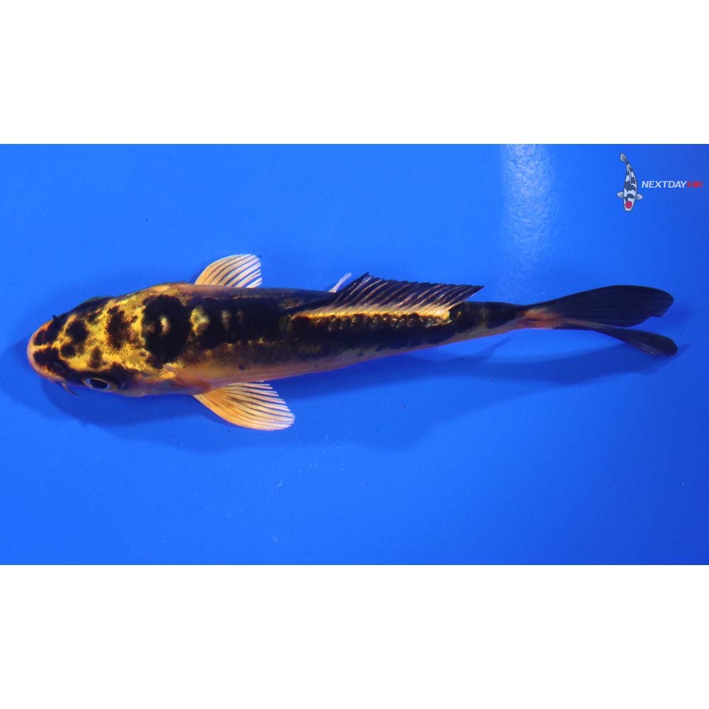 4” Imported Doitsu Ki Matsuba | Next Day Koi