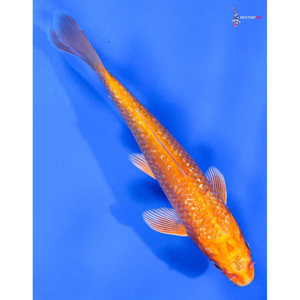 6” Imported Gin Rin Orenji Ogon | Next Day Koi
