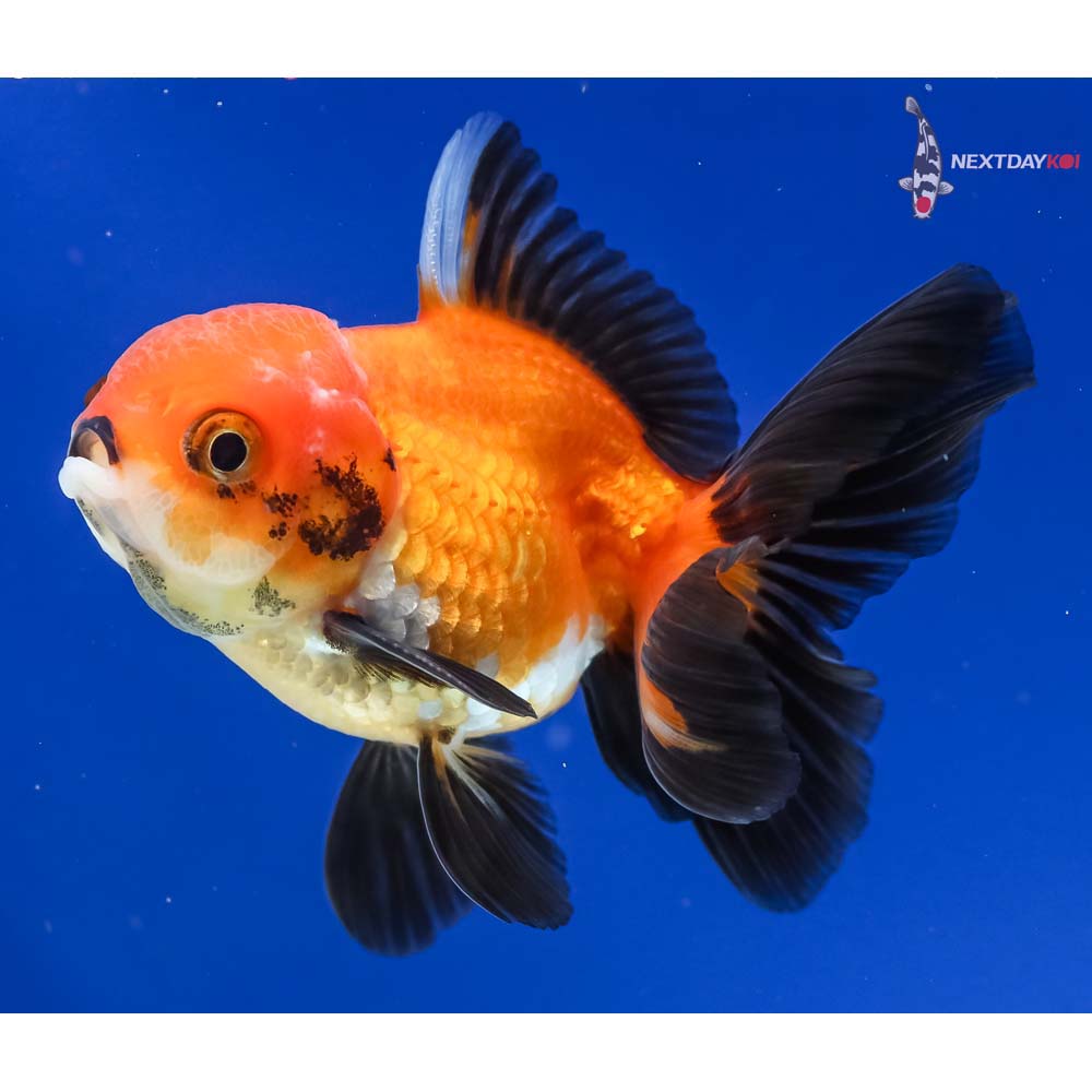 3” Imported Male Tri Color Oranda | Next Day Koi