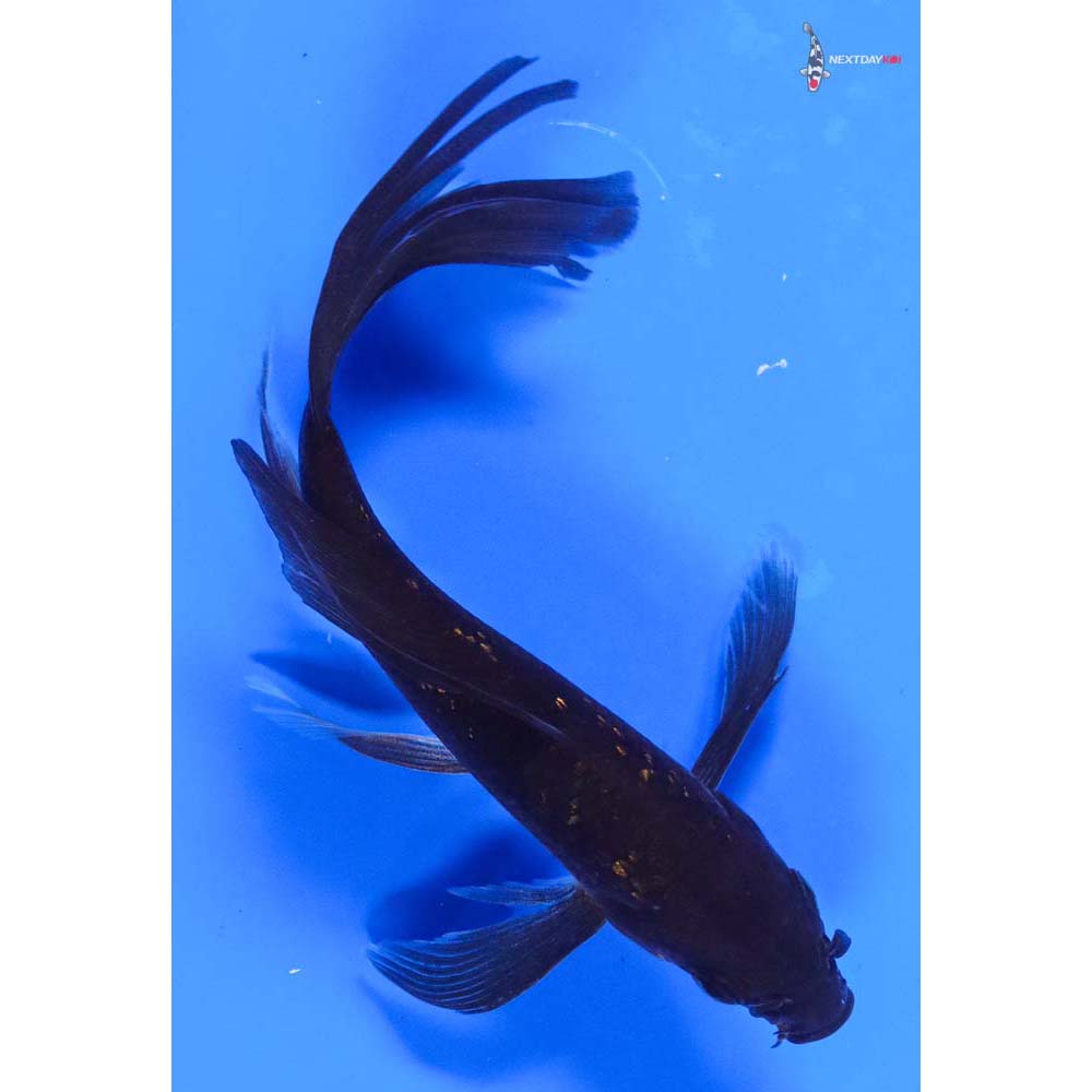 5” Imported Gin Rin Chagoi Butterfly Koi | Next Day Koi