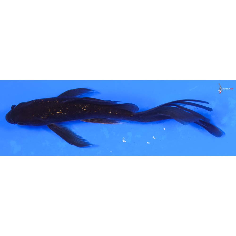 5” Imported Gin Rin Chagoi Butterfly Koi | Next Day Koi