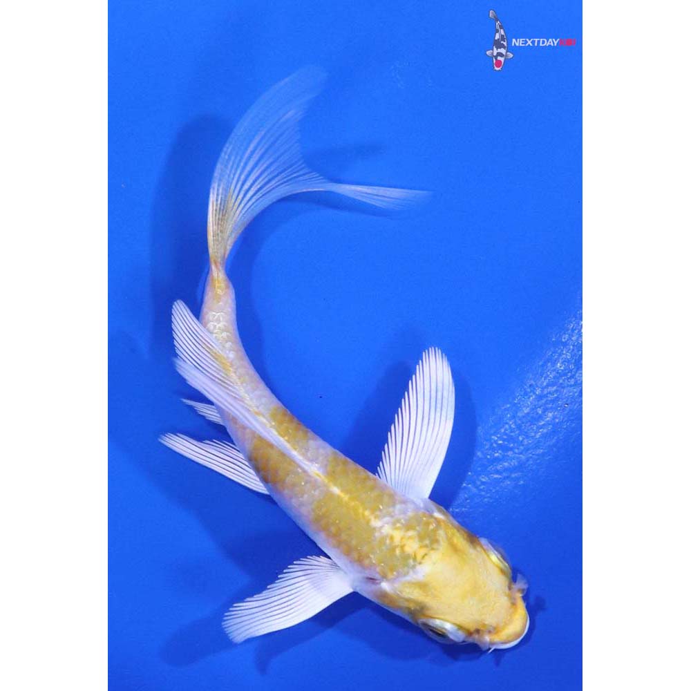 3” Imported Lemon Hariwake Butterfly Koi | Next Day Koi