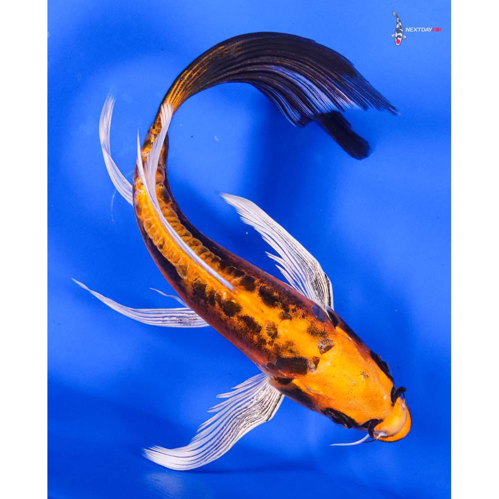 7” Imported Kin Kikokuryu Butterfly Koi | Next Day Koi